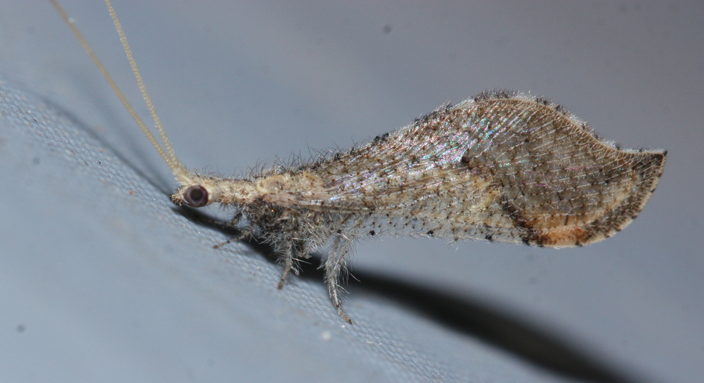 Nearctic Beaded Lacewings from Pima County, AZ, USA on October 24, 2021 ...