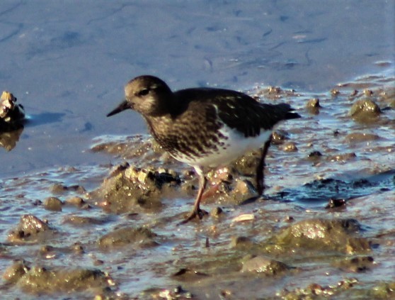 Black Turnstone from Mission Bay, San Diego, CA, USA on January 11 ...