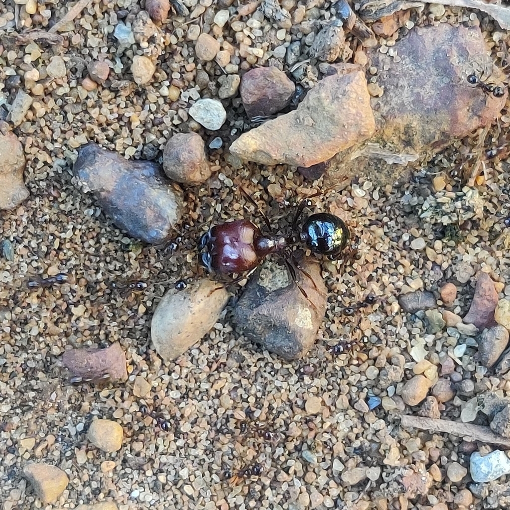 Carebara affinis from South Goa, IN-GA, IN on January 12, 2022 at 08:52 ...