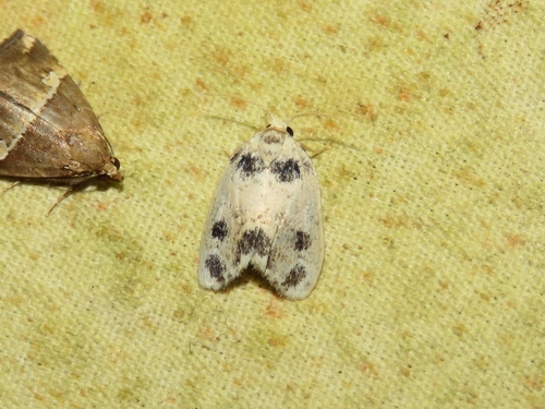 Clemensia bimaculata · iNaturalist