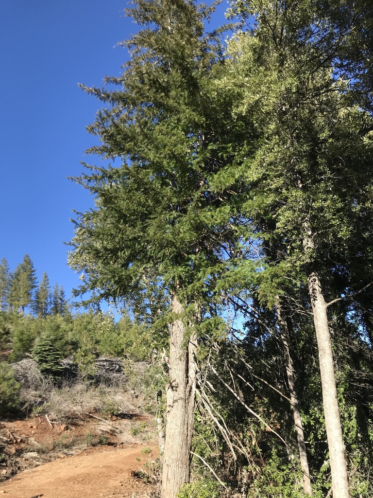 California torreya from Addison Rd, Forest Ranch, CA, US on January 09 ...