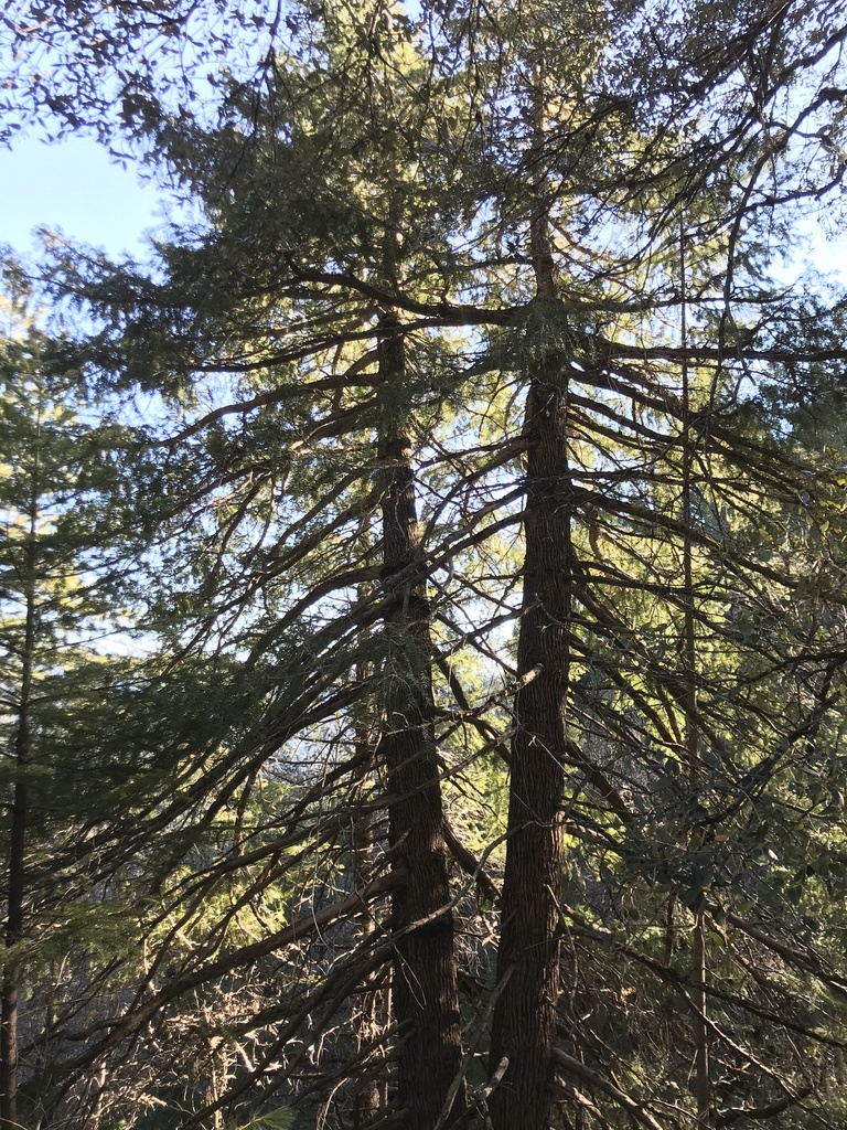 California torreya from Addison Rd, Forest Ranch, CA, US on January 09 ...