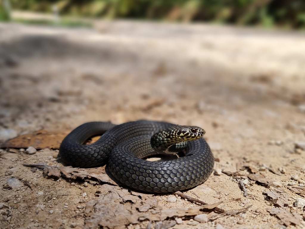 Pygmy Copperhead in January 2022 by Max Tibby · iNaturalist