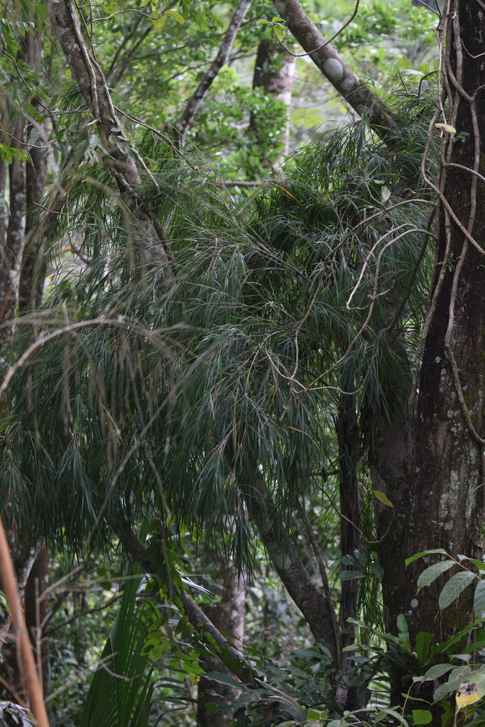 Mexican weeping bamboo from Puerto Vallarta, Jalisco, Mexico on ...