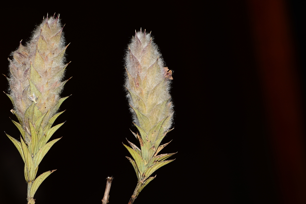 Lepidagathis clavata from Chorla, Karnataka, India on January 11, 2022 ...