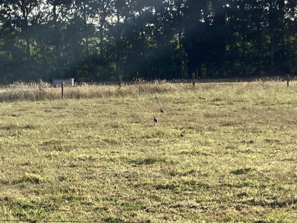 Black-shouldered Lapwing from Neil Algar Reserve, Matamata, Waikato, NZ ...