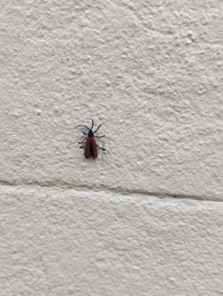 Red-winged Lycid from Redfern NSW 2016, Australia on January 12, 2022 ...