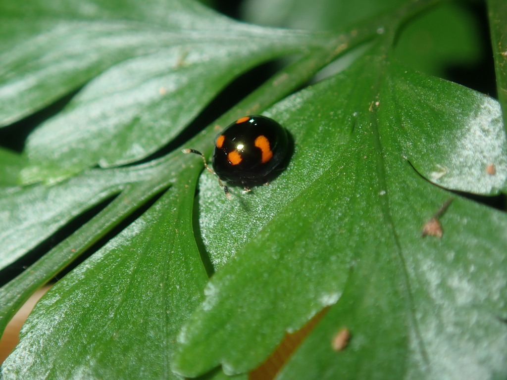 Staghorn Fern Window-Spot Beetle from Dooragan, Port Macquarie-Hastings ...