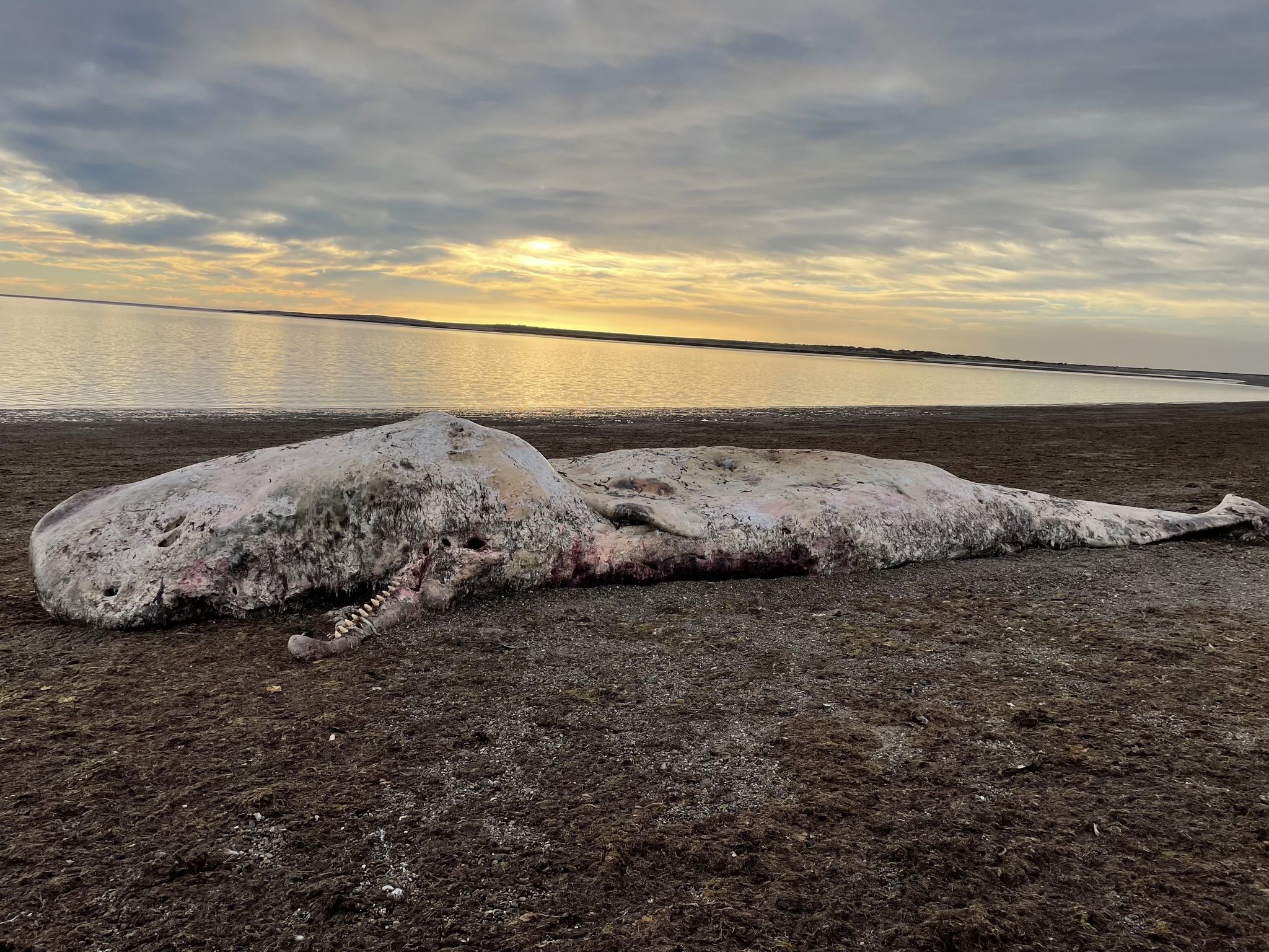 Physeter macrocephalus Linnaeus, 1758