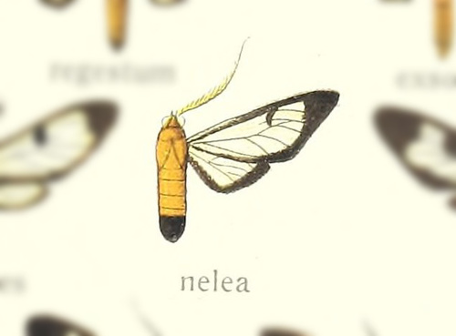 Cosmosoma nelea · NaturaLista Colombia