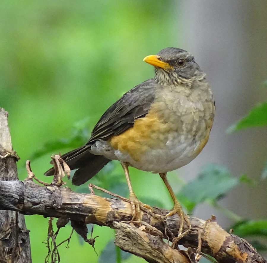 African Thrush (Turdus pelios) - Avian Discovery