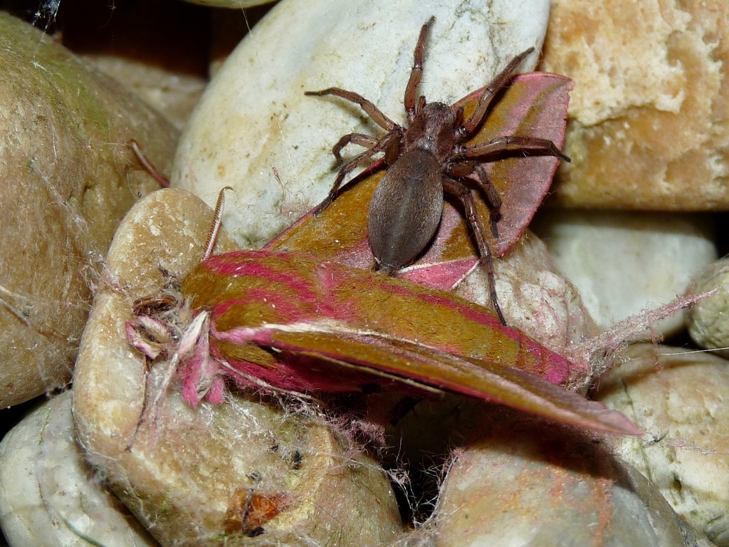 Drassodes from Jennersdorf, Österreich, kö on May 25, 2019 at 11:23 PM ...