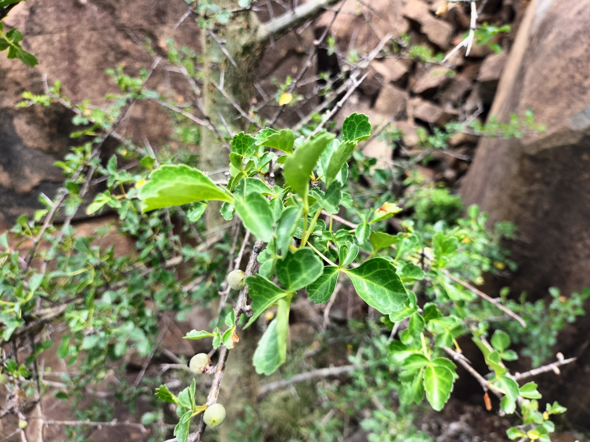 Commiphora schimperi (O.Berg) Engl.