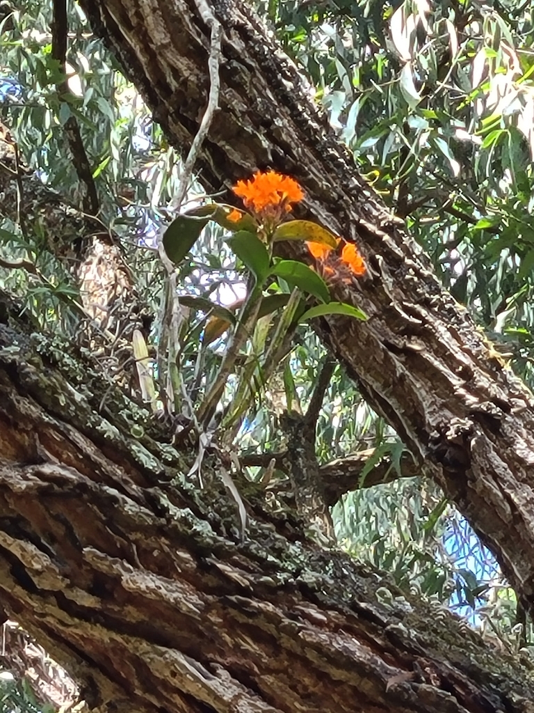 Guarianthe aurantiaca from San Lucas Sacatepéquez, Guatemala on January ...