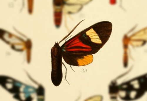 Histioea hoffmannsi · NaturaLista Colombia