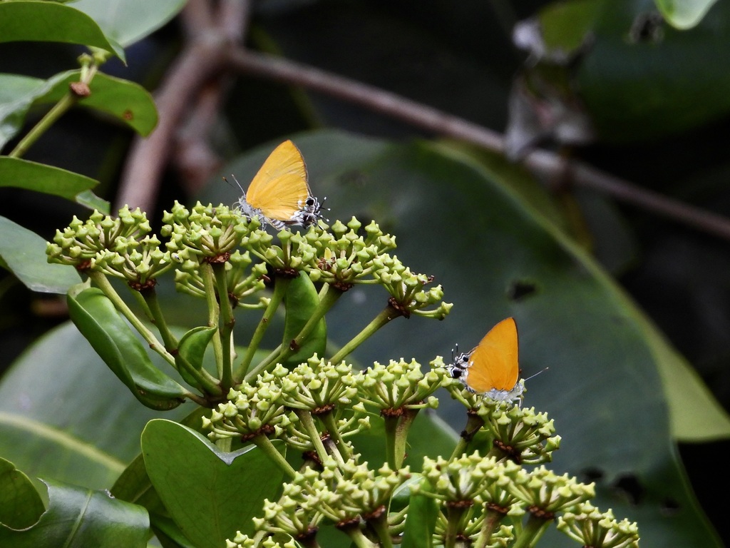 Golden Royal from Southern Ridges on January 11, 2022 at 11:17 AM by ...