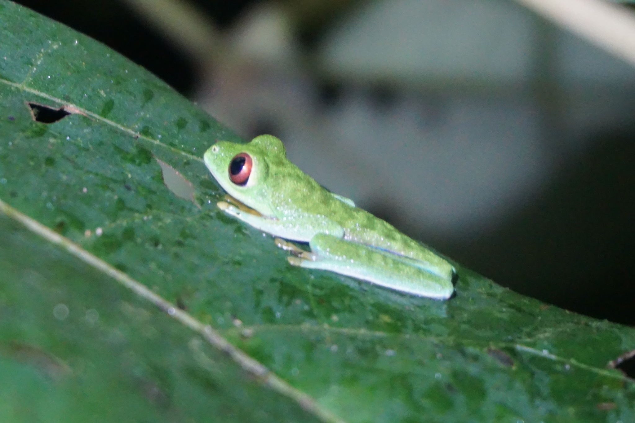 Agalychnis saltator Taylor, 1955