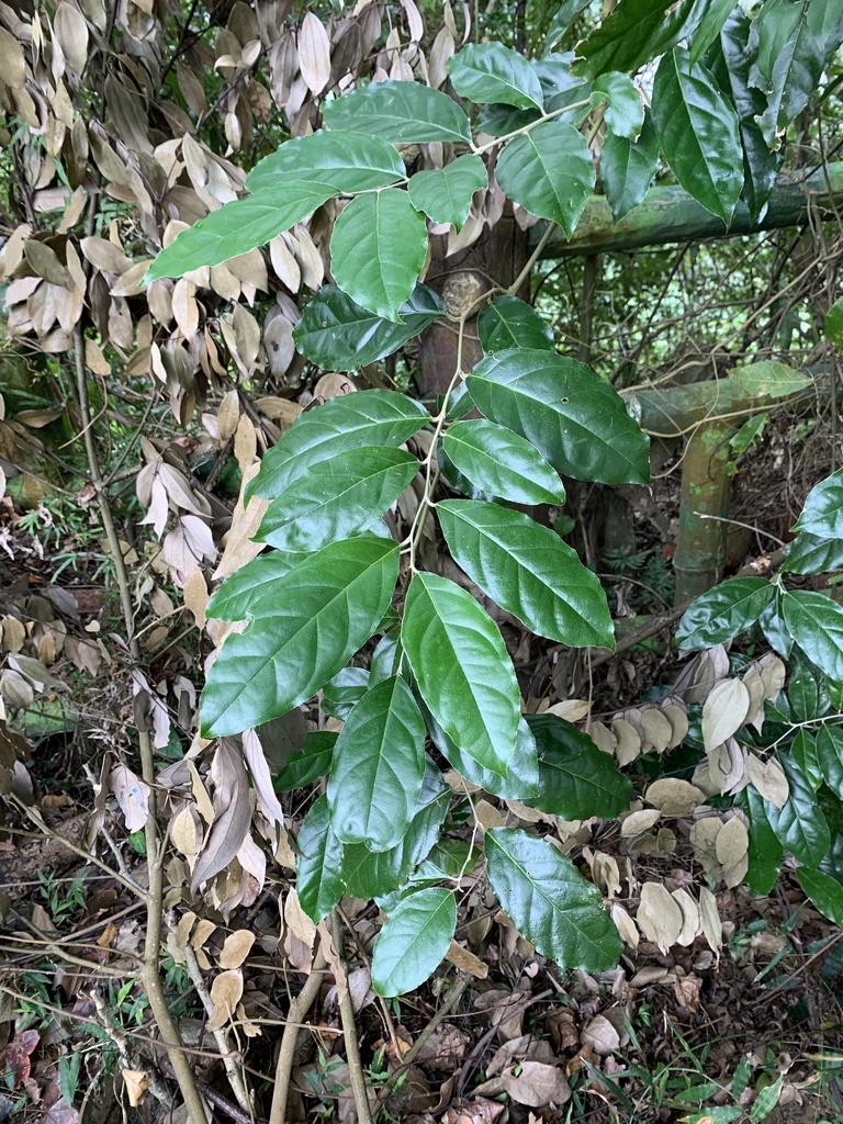 Elaeagnus conferta from 永業路, 直潭, TW on January 8, 2022 at 10:16 AM by ...