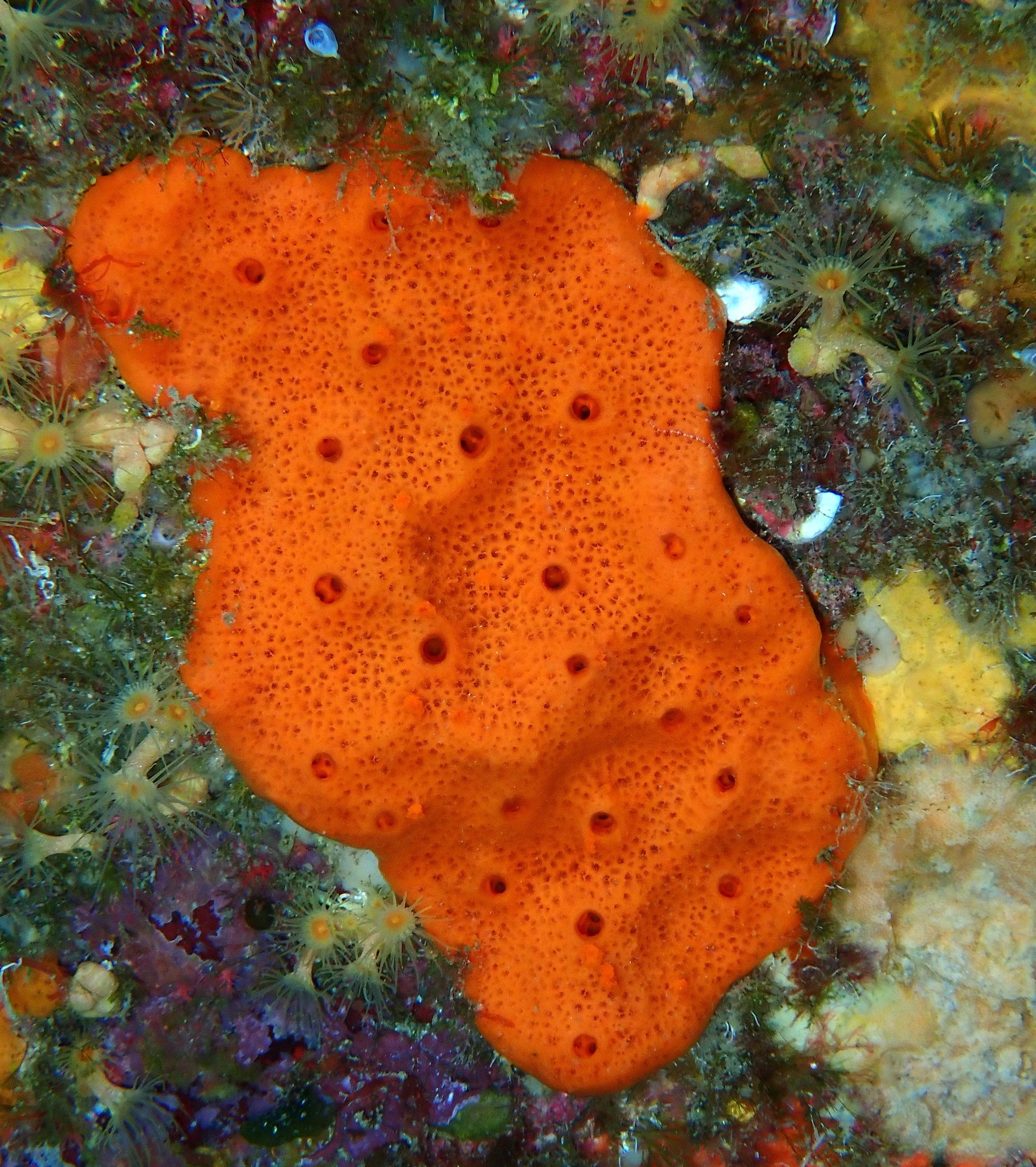 Haliclona fulva (Topsent, 1893)