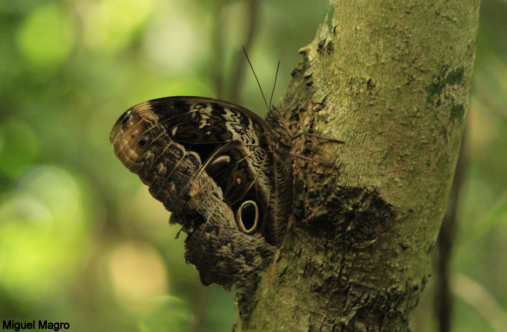 Caligo beltrao (Illiger, 1801)