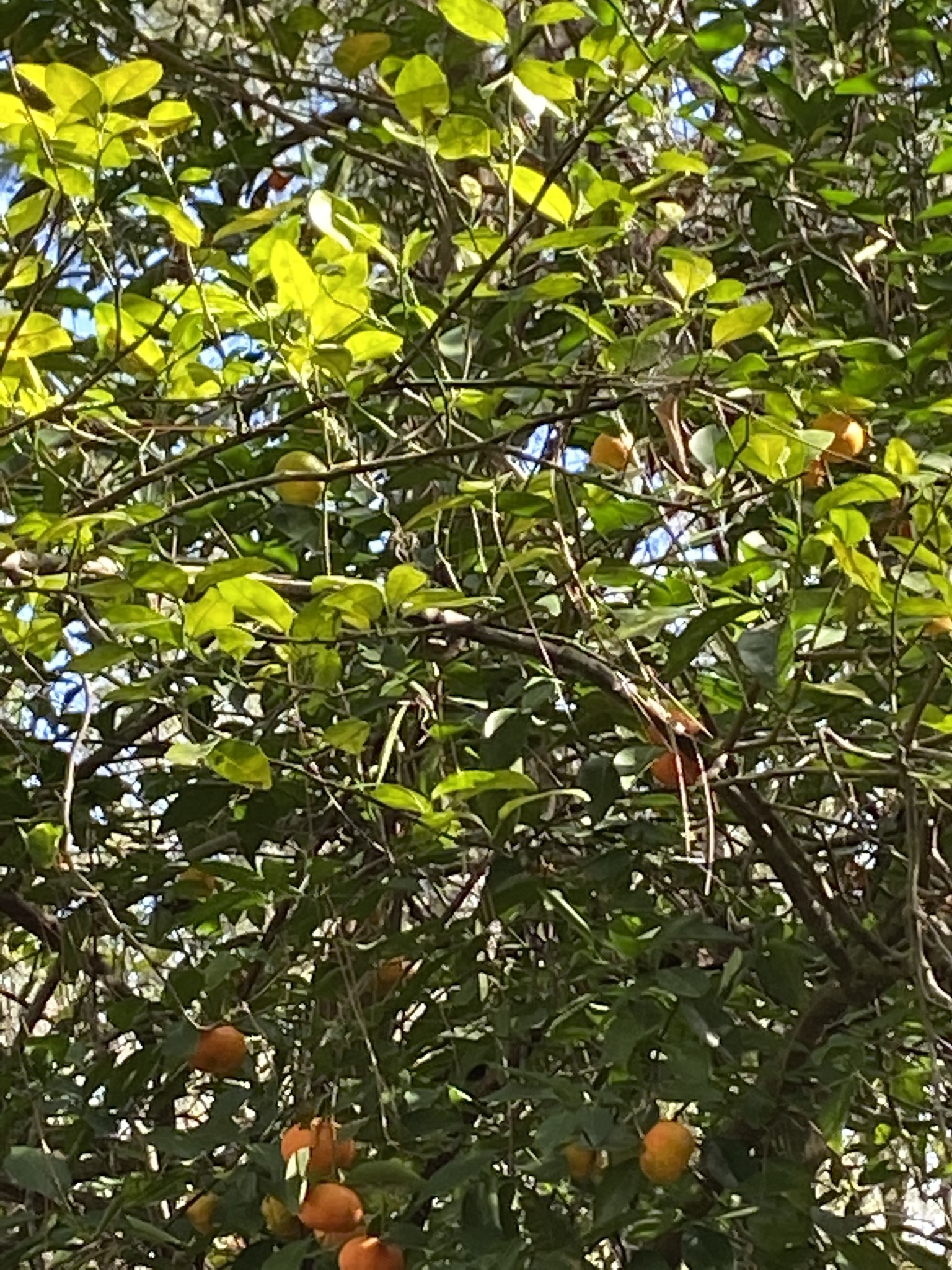 Citrus reticulata Blanco
