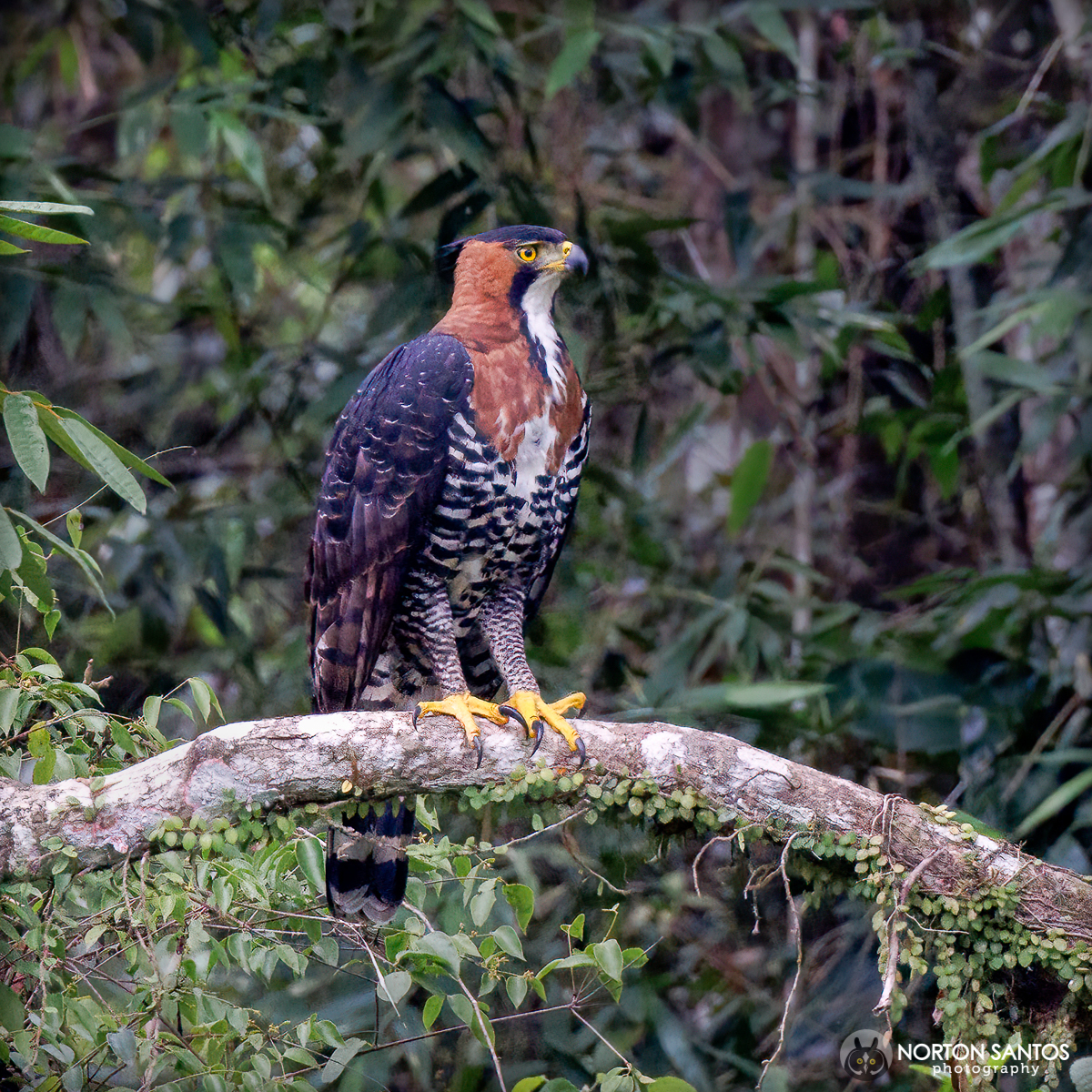 Spizaetus ornatus (Daudin, 1800)