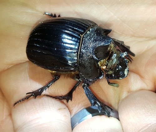 Heliocopris pauliani (Dung beetles of Africa) · iNaturalist