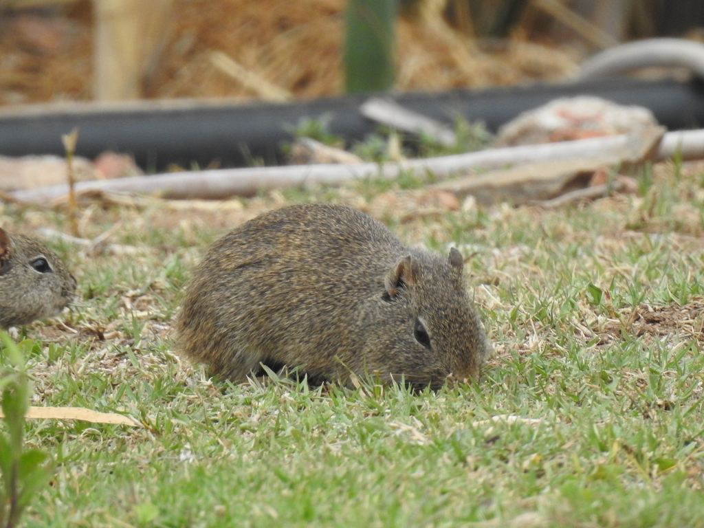 Brazilian Guinea Pig from Gral Belgrano, La Rioja, Argentina on ...