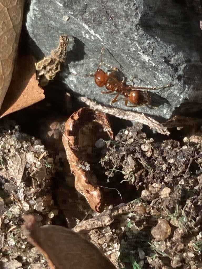 Red Imported Fire Ant from W Lady Lake Blvd, Lady Lake, FL, US on ...