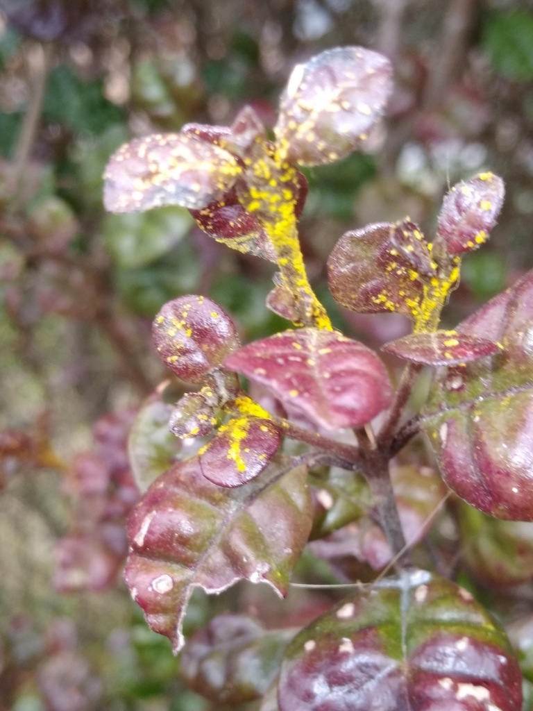 Myrtle Rust from Kelburn, Wellington, New Zealand on January 13, 2022 ...
