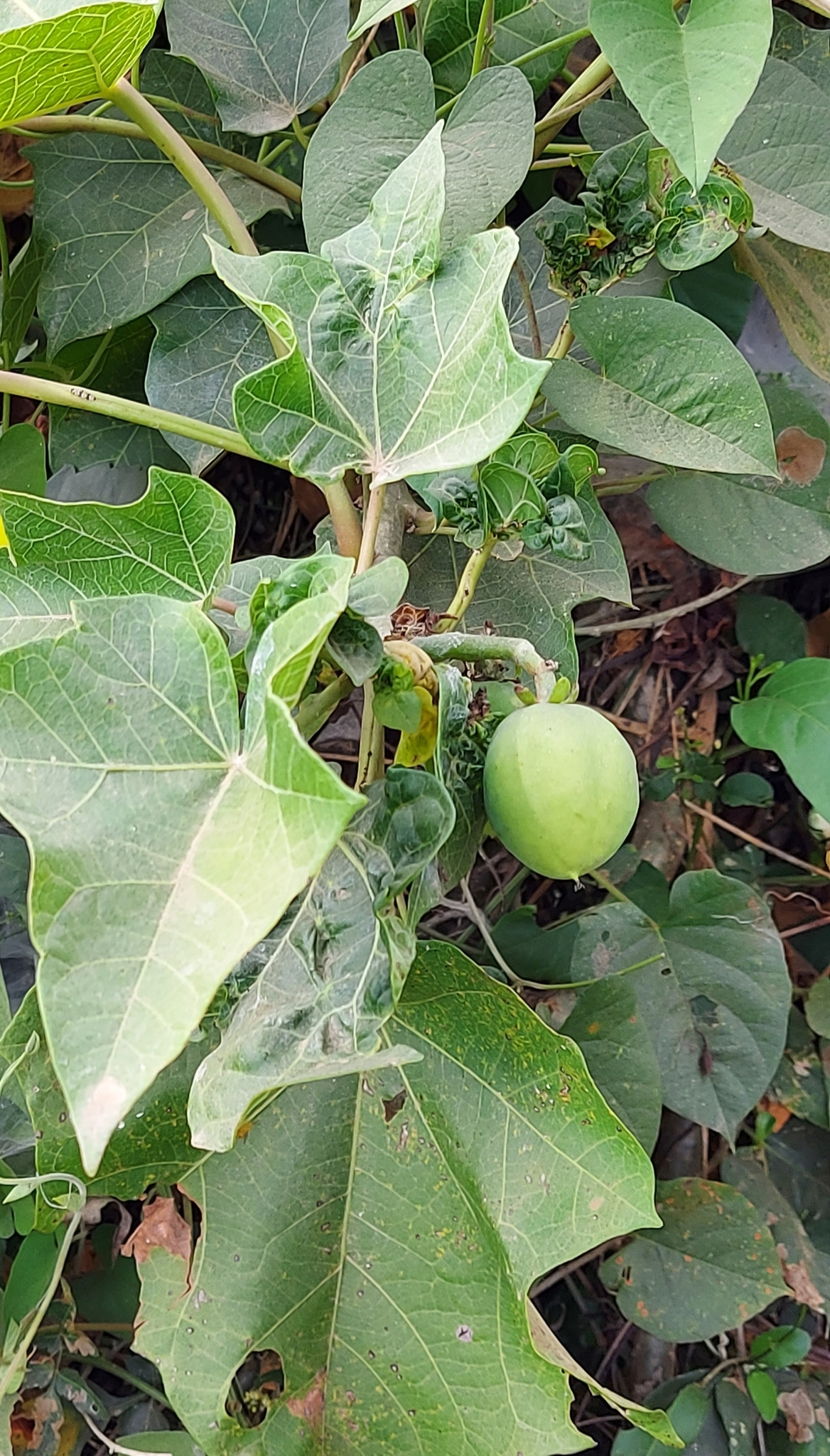 Jatropha curcas L.