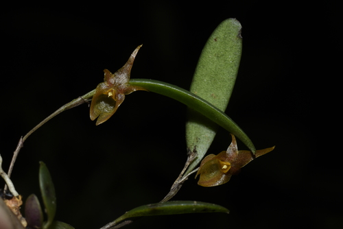 Lepanthopsis apoda · iNaturalist