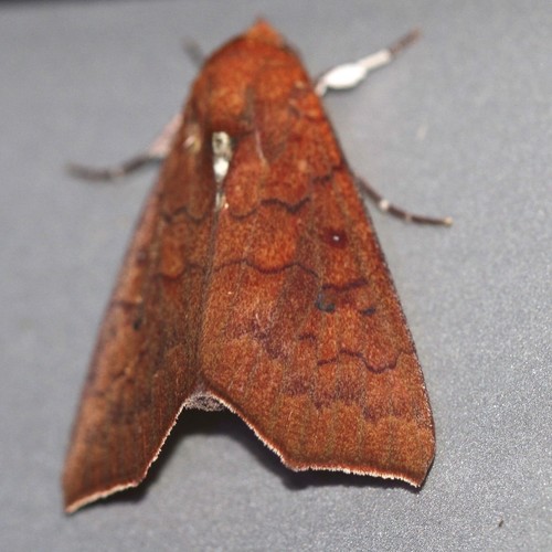 Genus Arthisma · iNaturalist