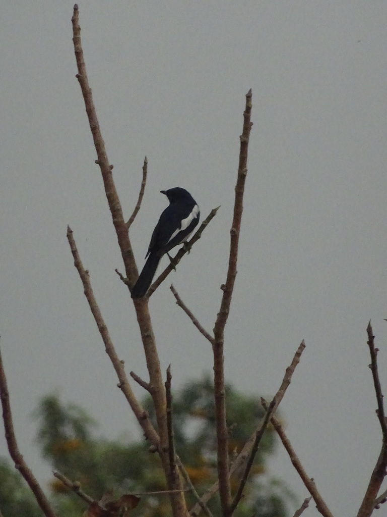 Oriental Magpie-Robin from Aloknagar, Kathmandu 44600, Nepal on April ...