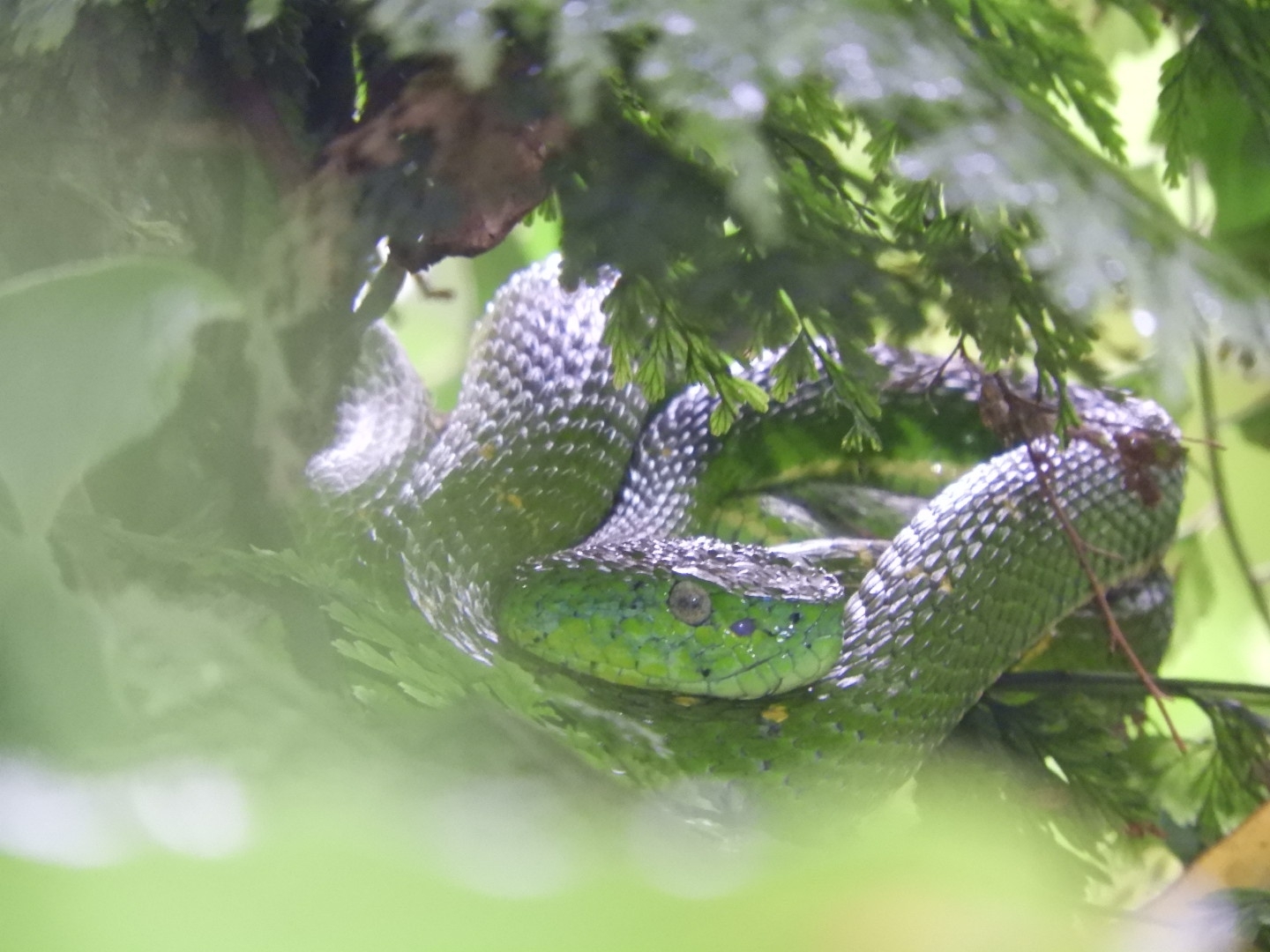 Bothriechis lateralis Peters, 1862
