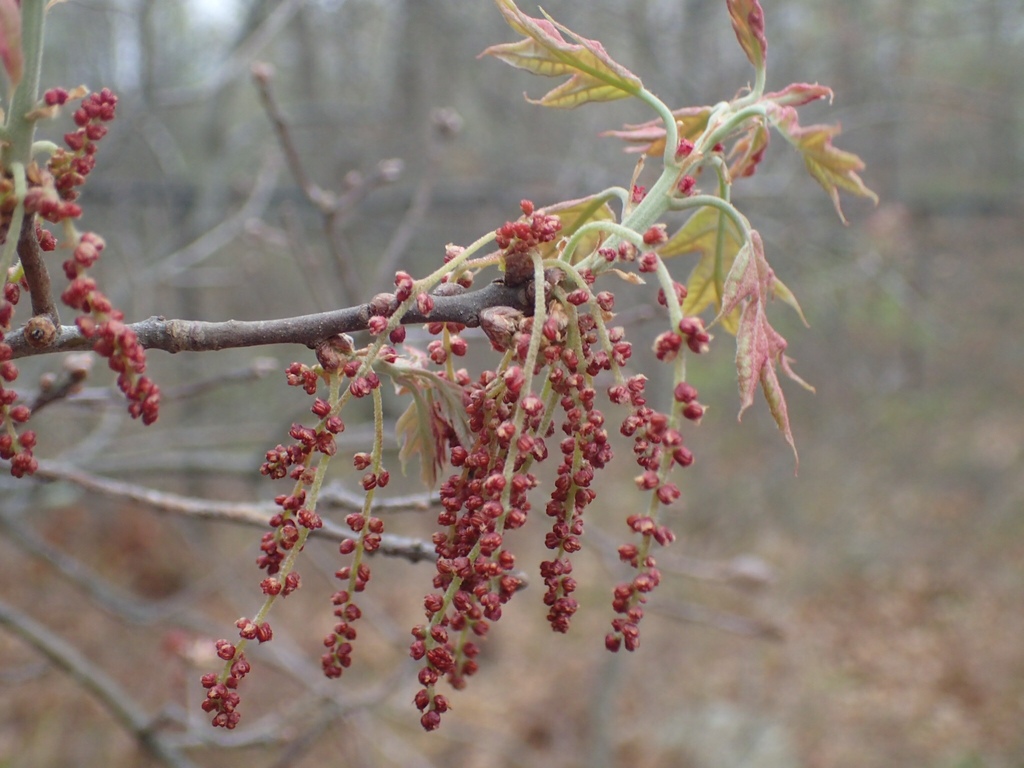bear oak (EwA Guide to the Plants of the Fells (US)) · iNaturalist