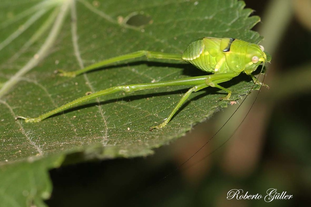 Neotropical Giant Katydids from Puerto Iguazú, Misiones, Argentina on ...
