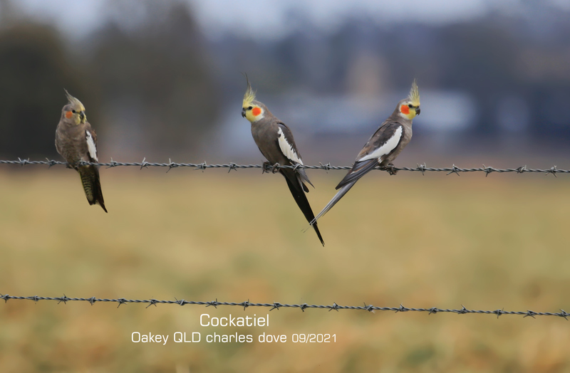 Cockatiels In The Wild