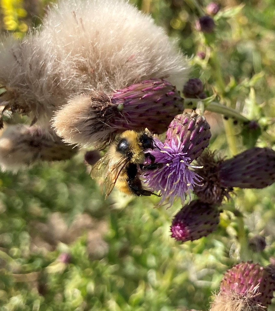 Bumble Bees from Calgary, AB, Canada on September 16, 2021 at 04:40 PM ...