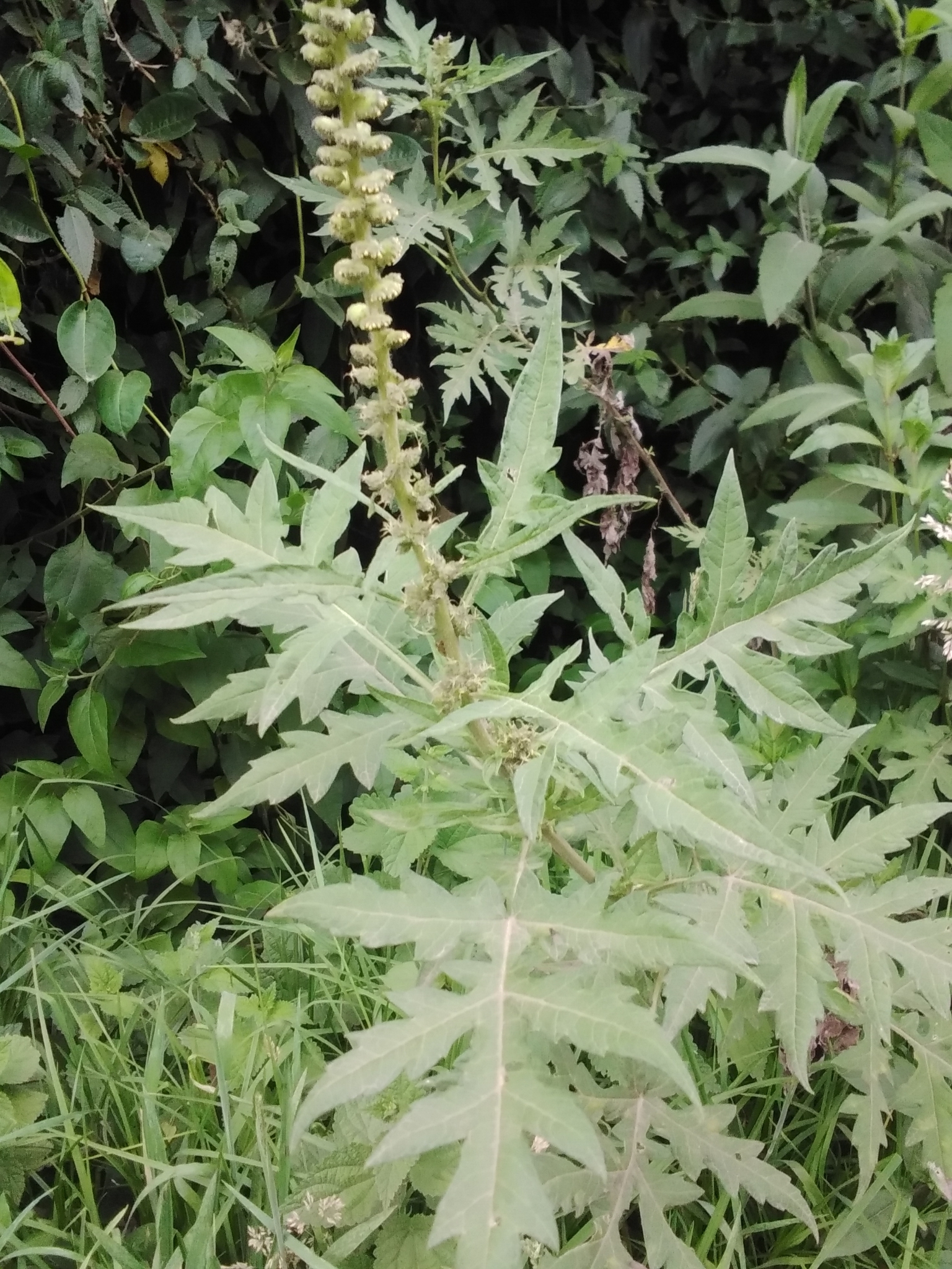 Ambrosia arborescens Mill.
