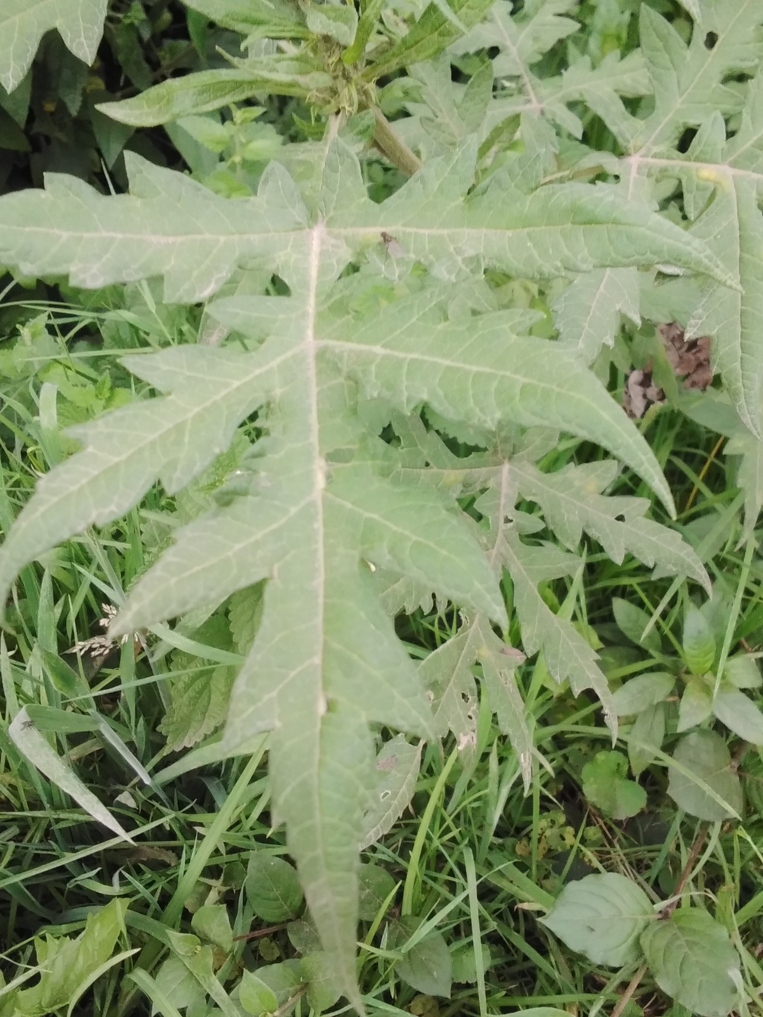 Ambrosia arborescens Mill.