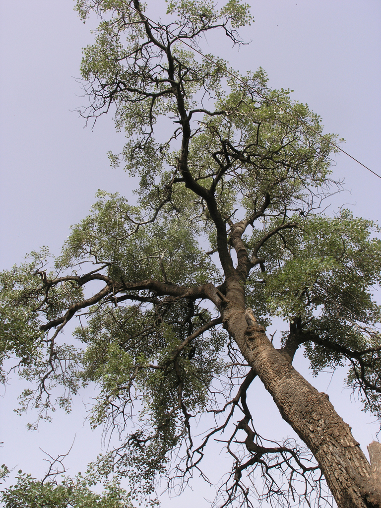 Populus alba subintegerrima (Tenerife Plants Fagales, Pinopsida ...