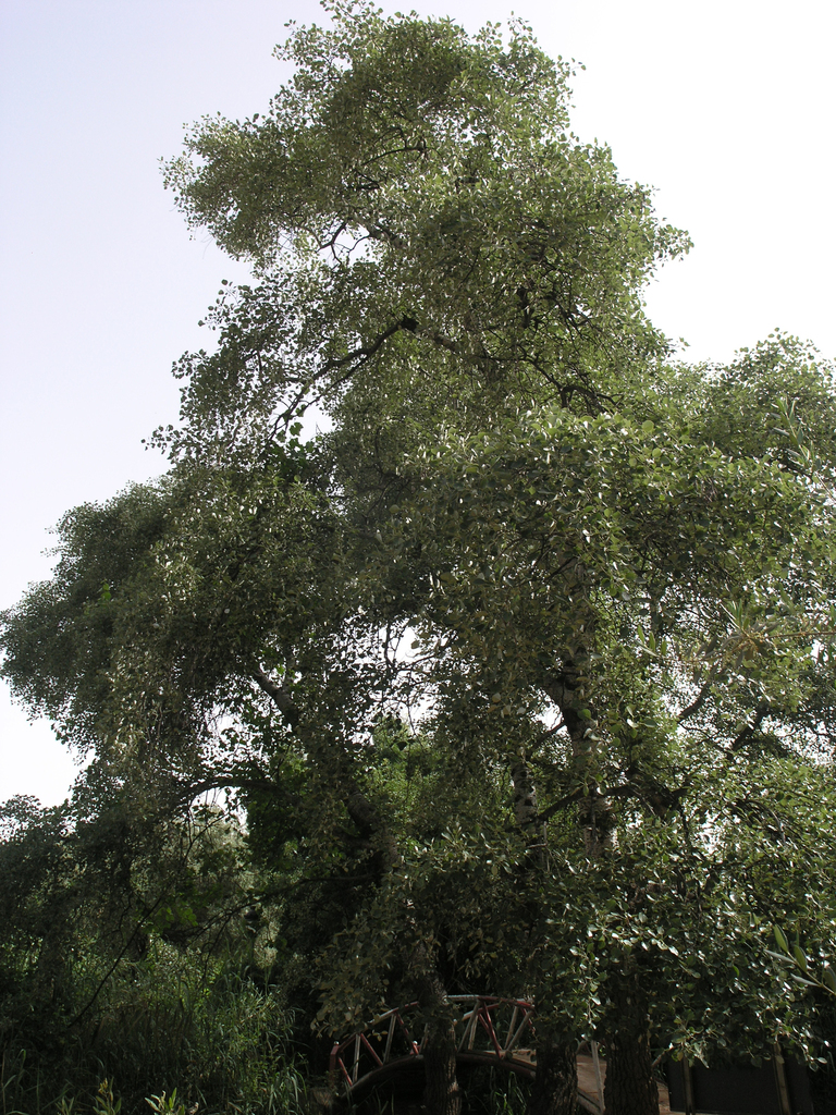 Populus alba subintegerrima (Tenerife Plants Fagales, Pinopsida ...