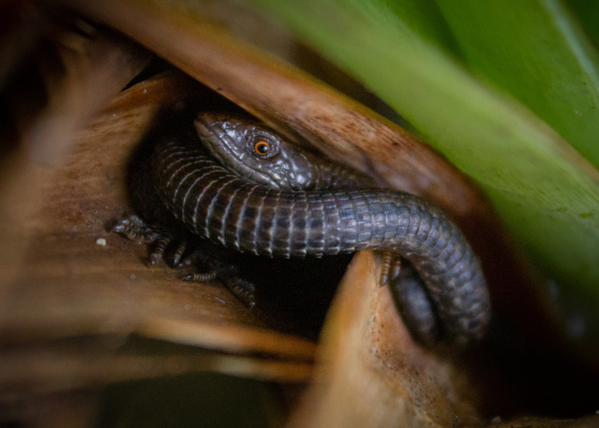Anadia bogotensis (Peters, 1863)