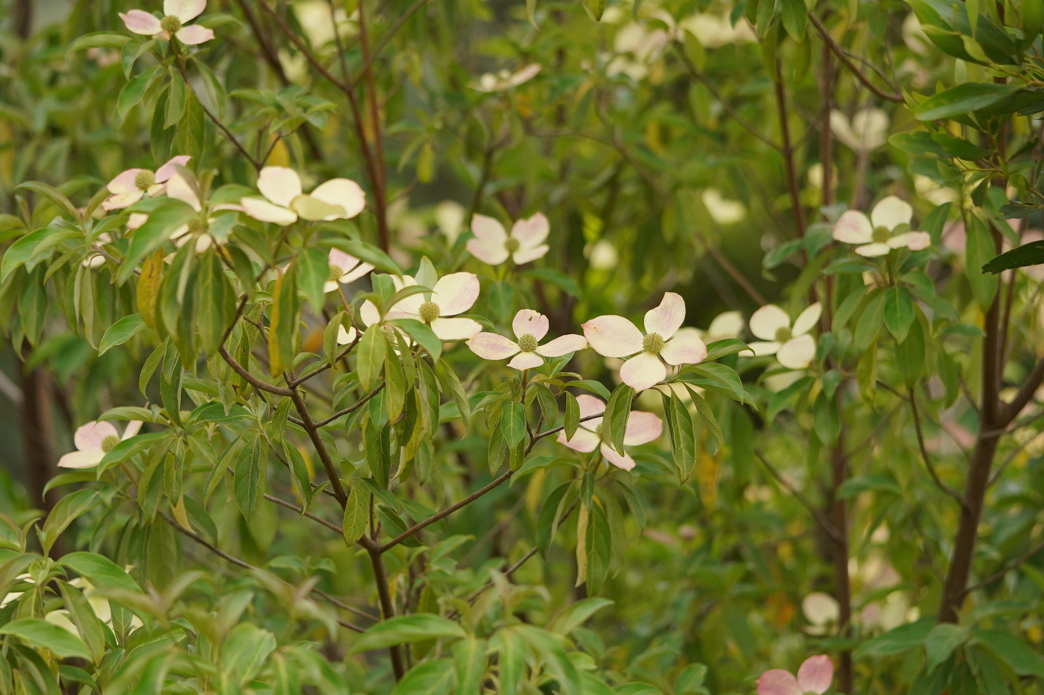 Cornus capitata Wall.