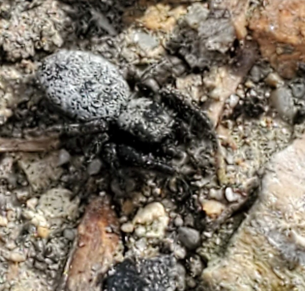 Intertidal Jumping Spider from San Pedro, Los Angeles, CA, USA on ...