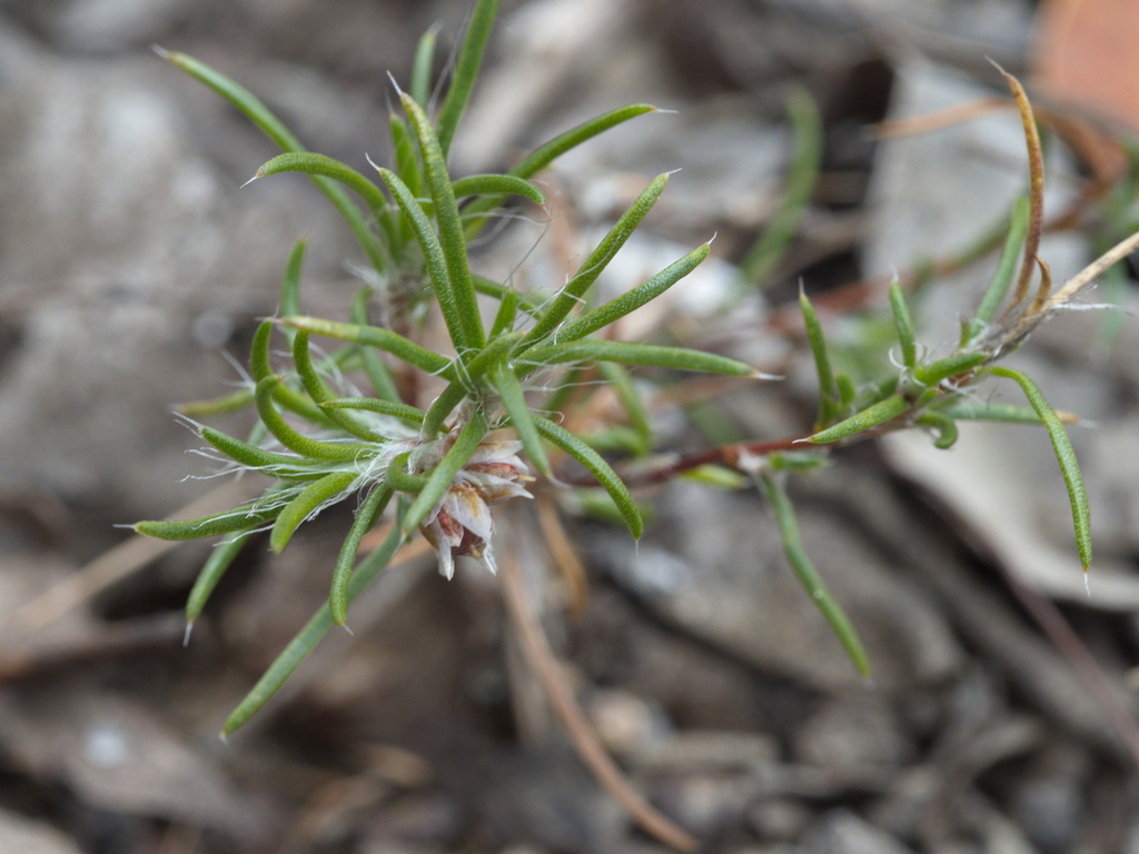 dwarf wire-lily (Laxmannia orientalis) - Botanical Realm