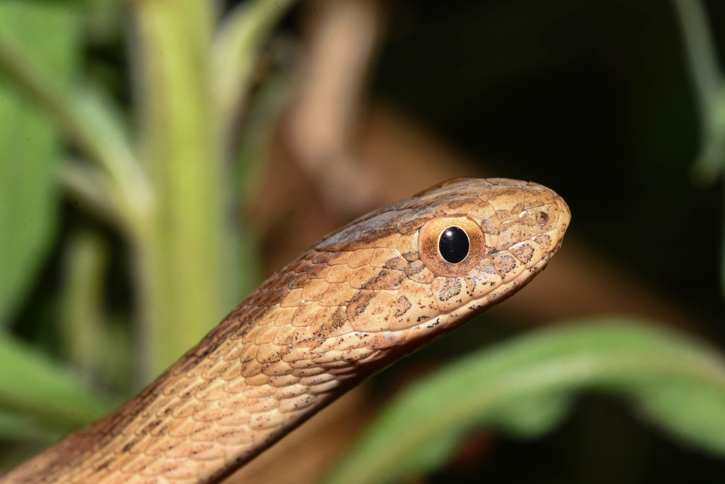 Keeled Sepia Snake from Tranqueras, Departamento de Rivera, Uruguay on ...