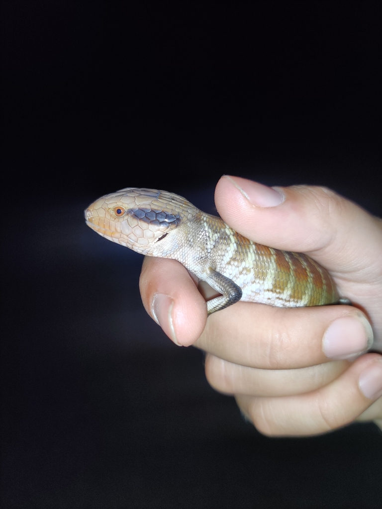Centralian Bluetongue from McKinlay, AU-QL, AU on January 12, 2022 at ...