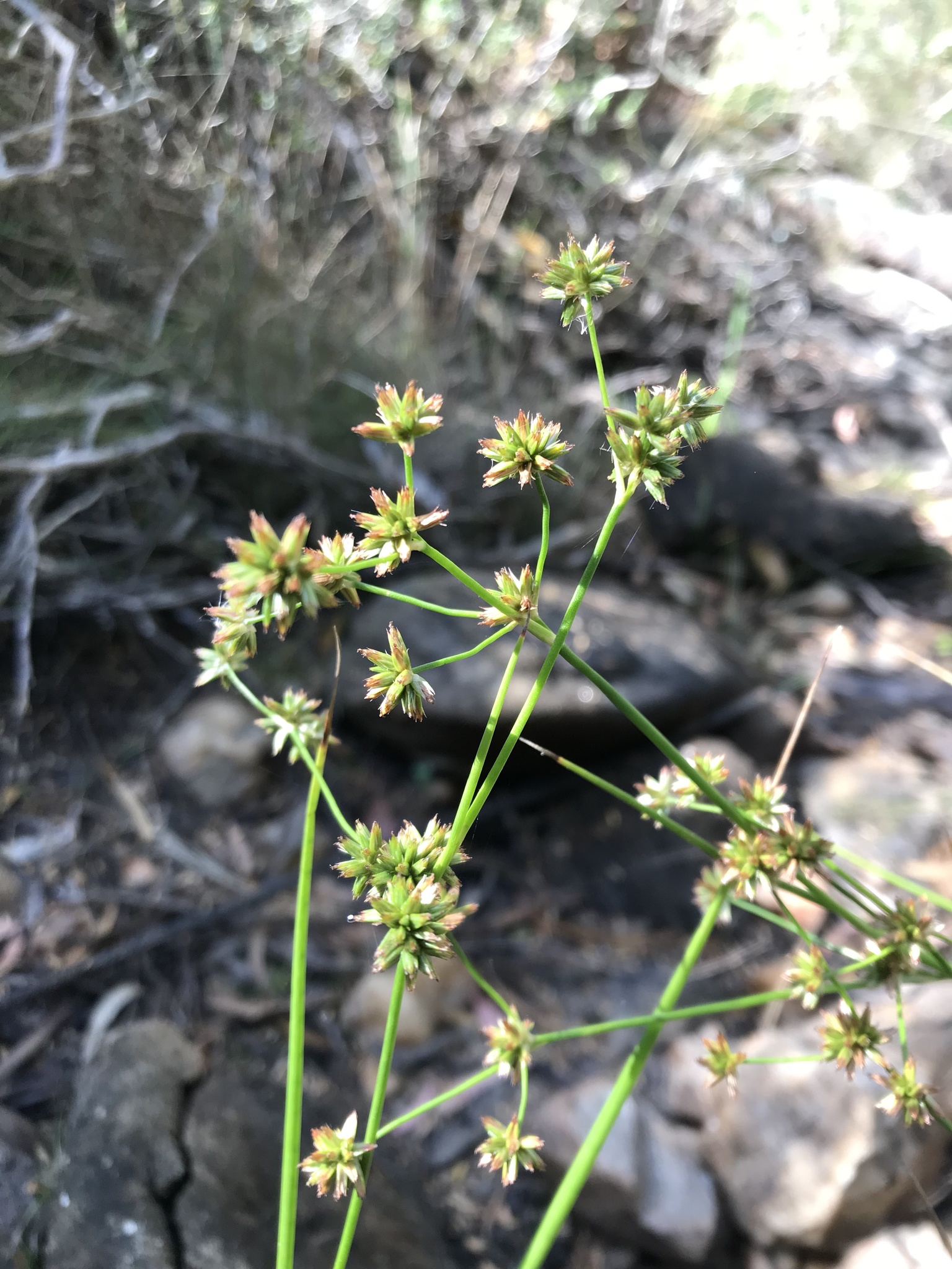 Juncus holoschoenus R.Br.